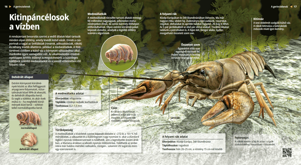 El tardígrado y el cangrejo de río, animales con cutícula de quitina ...