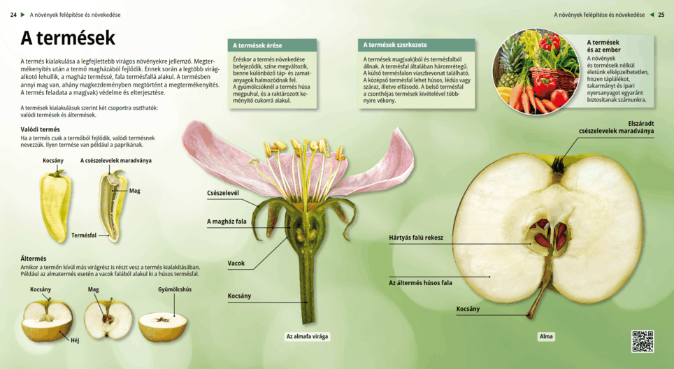 El fruto - Lección digital - Educación digital y aprendizaje Mozaik
