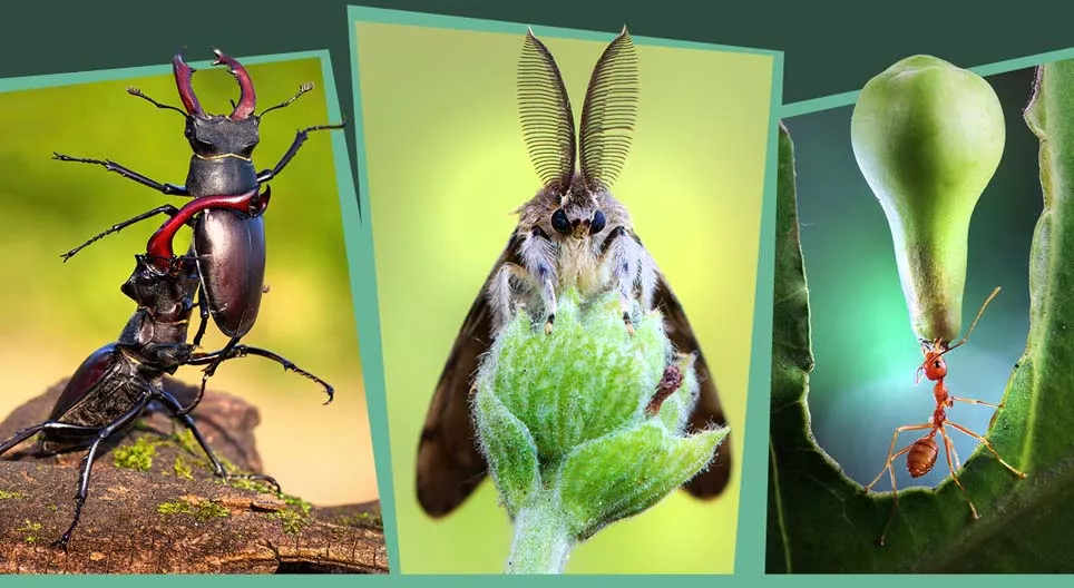 Insectos en el bosque - Lección digital - Educación digital y ...