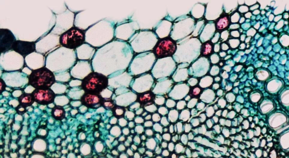 ¿Cuáles son las características de los tejidos vasculares de las ...