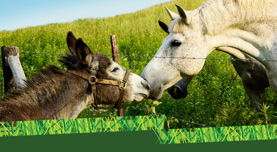 ¿Burro o caballo? - Lección digital - Educación digital y aprendizaje ...