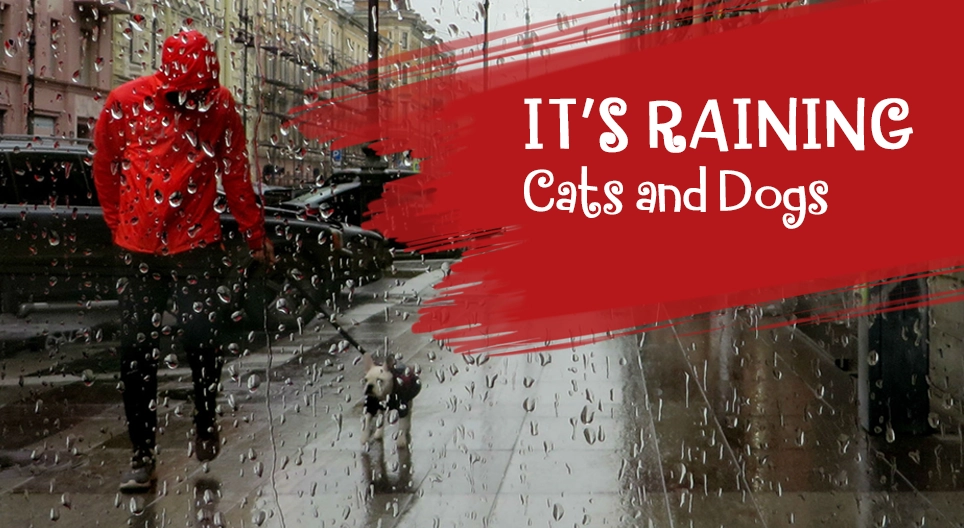 It's Raining Cats and Dogs - Lección digital - Educación digital y ...