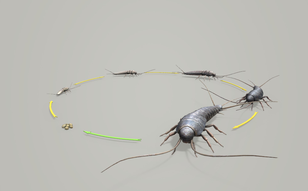 Reproducción y desarrollo de los insectos - escena en 3D - Educación ...