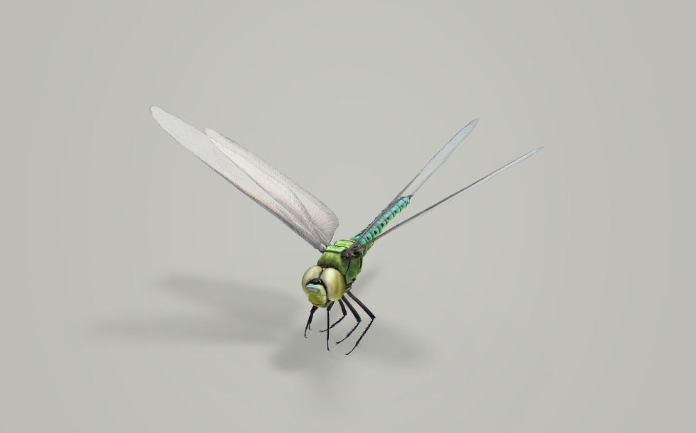 Reproducción y desarrollo de los insectos - escena en 3D - Educación digital y aprendizaje Mozaik