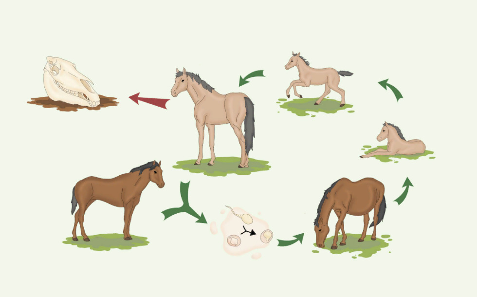 Ciclo De Galope Del Caballo Estudian La Rotura De Cascos En Caballos