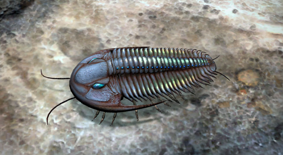 Trilobites - escena en 3D - Educación digital y aprendizaje Mozaik