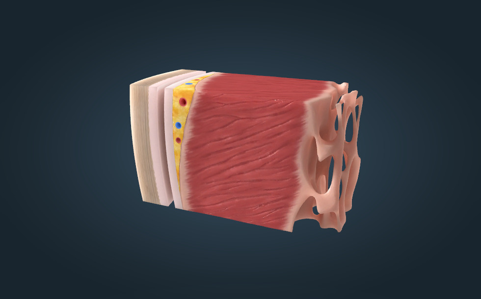 Anatomía del corazón - escena en 3D - Educación digital y aprendizaje ...