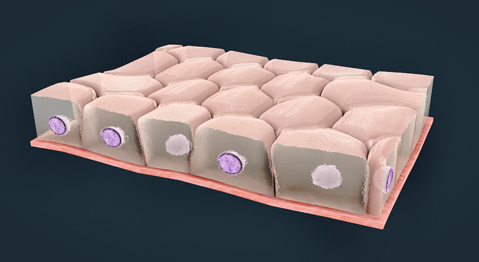 Epitelio - escena en 3D - Educación digital y aprendizaje Mozaik