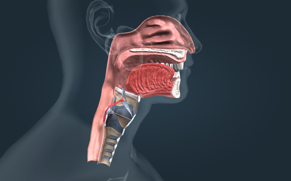 Cavidad bucal, faringe y esófago - escena en 3D - Educación digital y ...