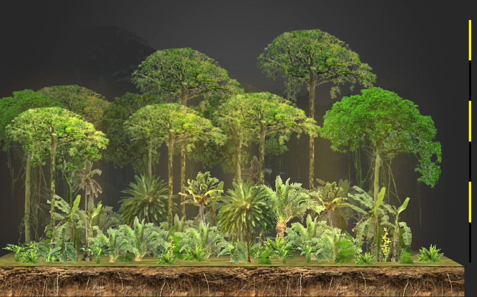 Plantas Del Bioma De La Selva Tropical Clima Y Selvas Tropicales