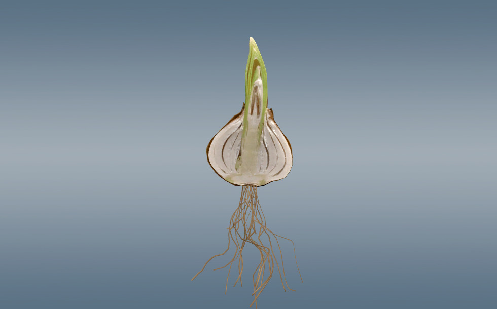 Plantas bulbosas de primavera - escena en 3D - Educación digital y ...