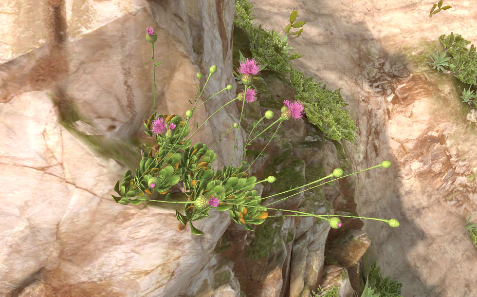 Cheirolophus crassifolius - escena en 3D - Educación digital y ...