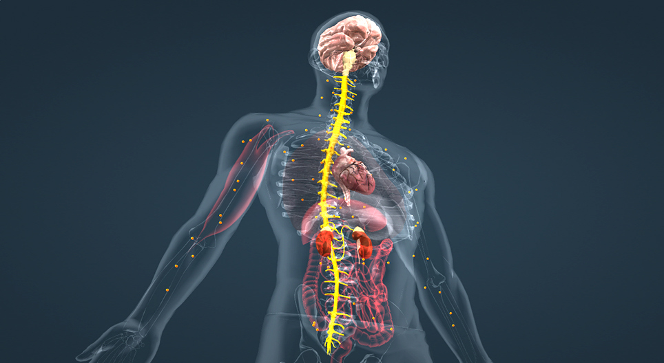 Endocrine System 3d Model Project