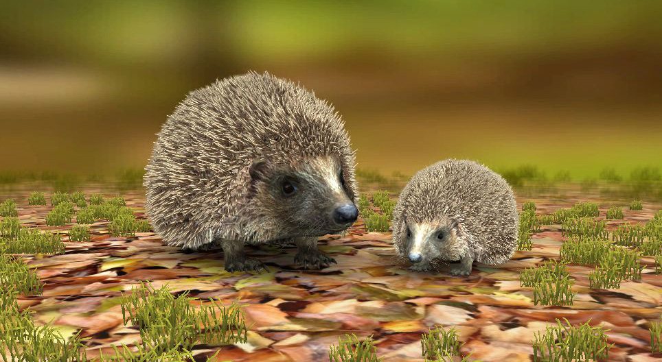 Siili - 3D-esitys - Mozaik digiopetus ja digioppiminen