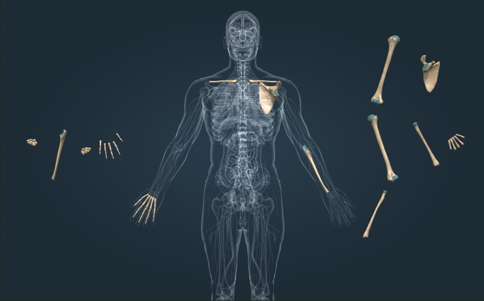 Yläraajan luut - 3D-esitys - Mozaik digiopetus ja digioppiminen