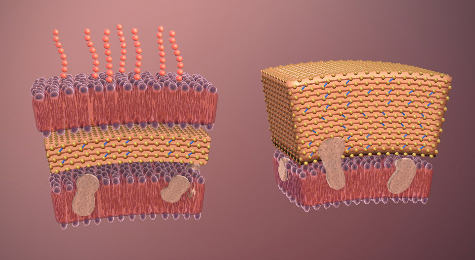 Bakteerit (edistyneille) - 3D-esitys - Mozaik digiopetus ja digioppiminen