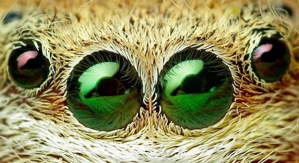 Qu'y a-t-il dans la strate arbustive ? - Leçons numériques ...