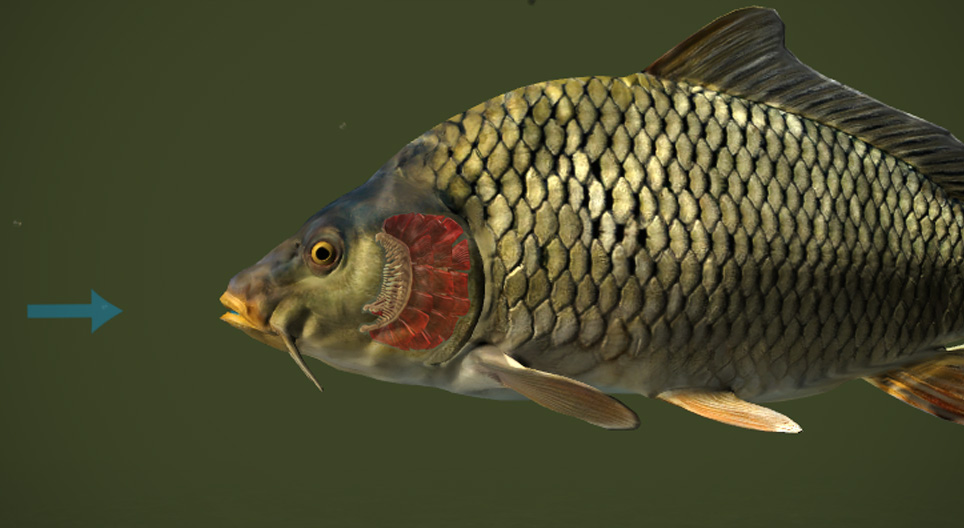 Comment respirent les poissons ? - scène 3D - Enseignement et ...