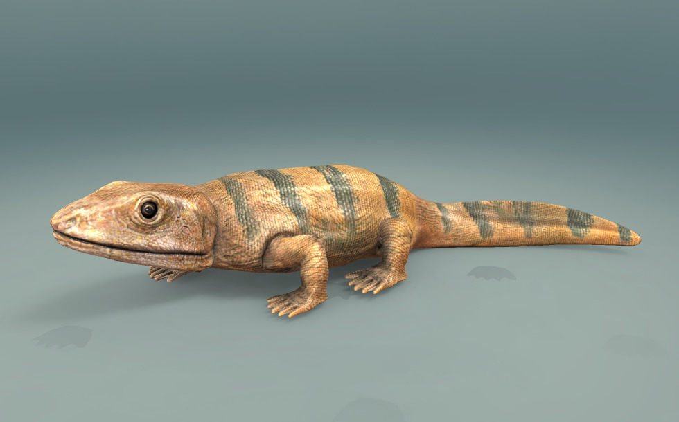 Ichthyostega - scène 3D - Enseignement et apprentissage numériques Mozaik