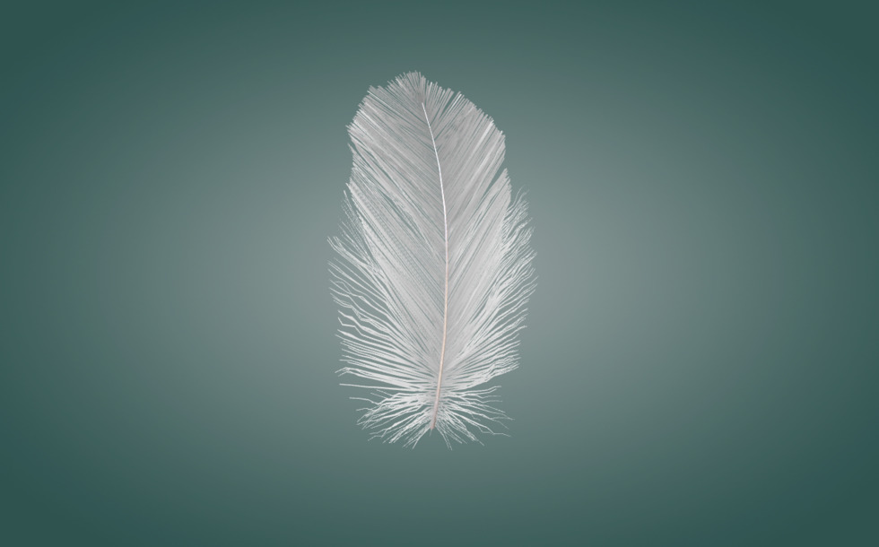 Les types de plumes - scène 3D - Enseignement et apprentissage ...