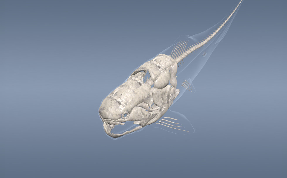Placodermes préhistoriques - scène 3D - Enseignement et apprentissage ...