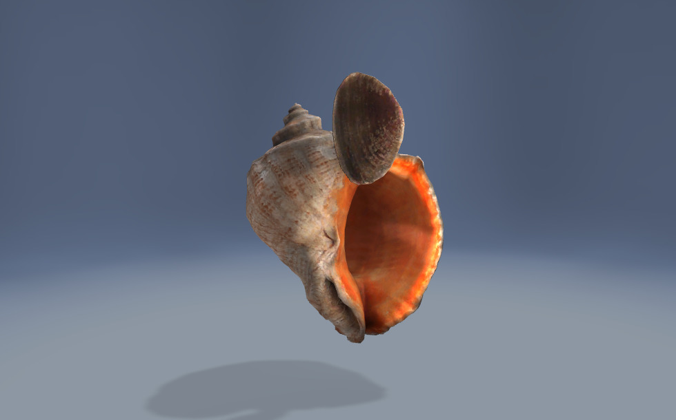 Rapane veiné - scène 3D - Enseignement et apprentissage numériques Mozaik