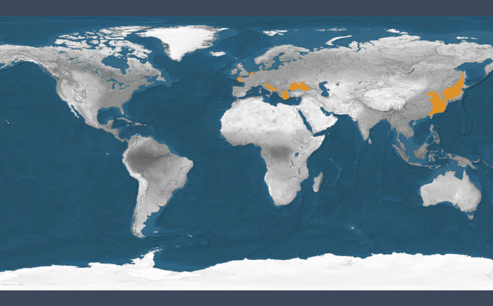 Rapane veiné - scène 3D - Enseignement et apprentissage numériques Mozaik
