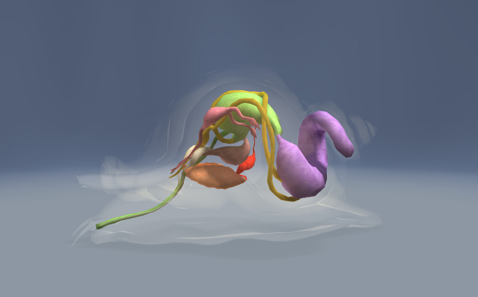 Rapane veiné - scène 3D - Enseignement et apprentissage numériques Mozaik