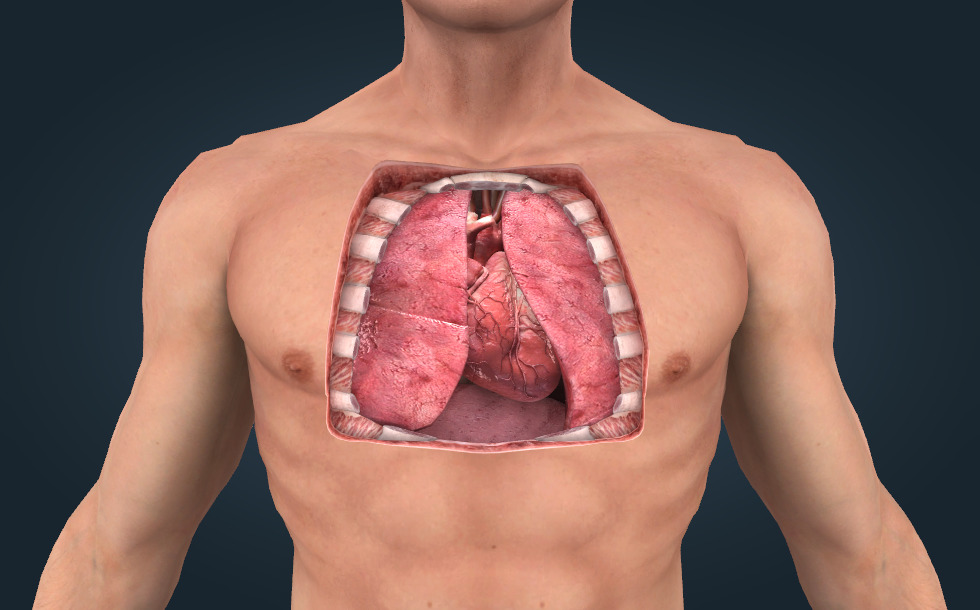 L'anatomie du cœur - scène 3D - Enseignement et apprentissage ...