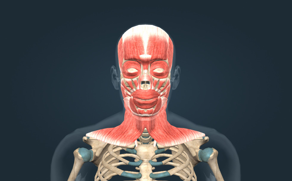 Les muscles humains - scène 3D - Enseignement et apprentissage ...