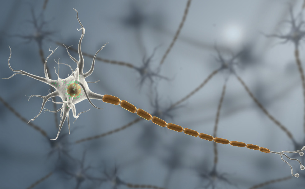 Neurones, tissus nerveux - scène 3D - Enseignement et apprentissage ...