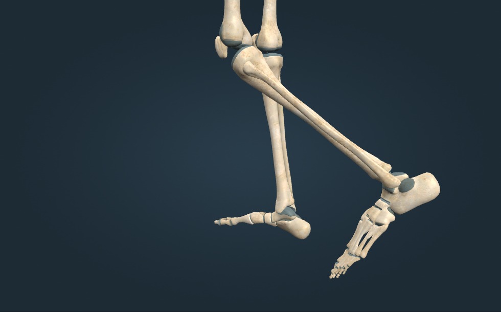 Types d’articulations synoviales - scène 3D - Enseignement et ...