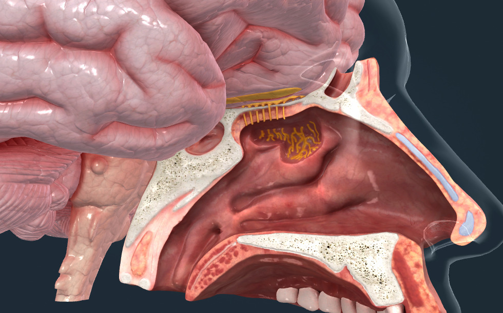 Le nez et le mécanisme de l'odorat - scène 3D - Enseignement et ...