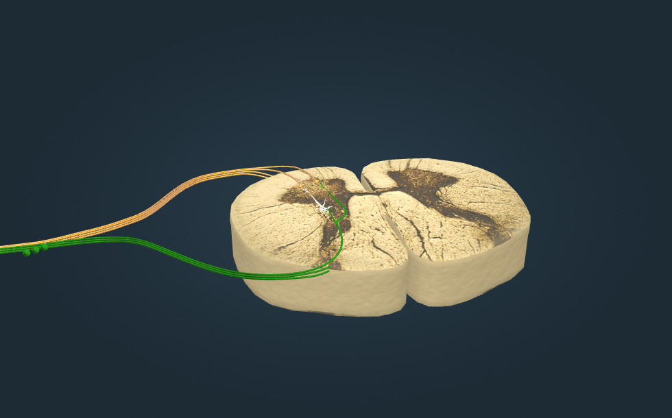 Le réflexe rotulien - scène 3D - Enseignement et apprentissage ...