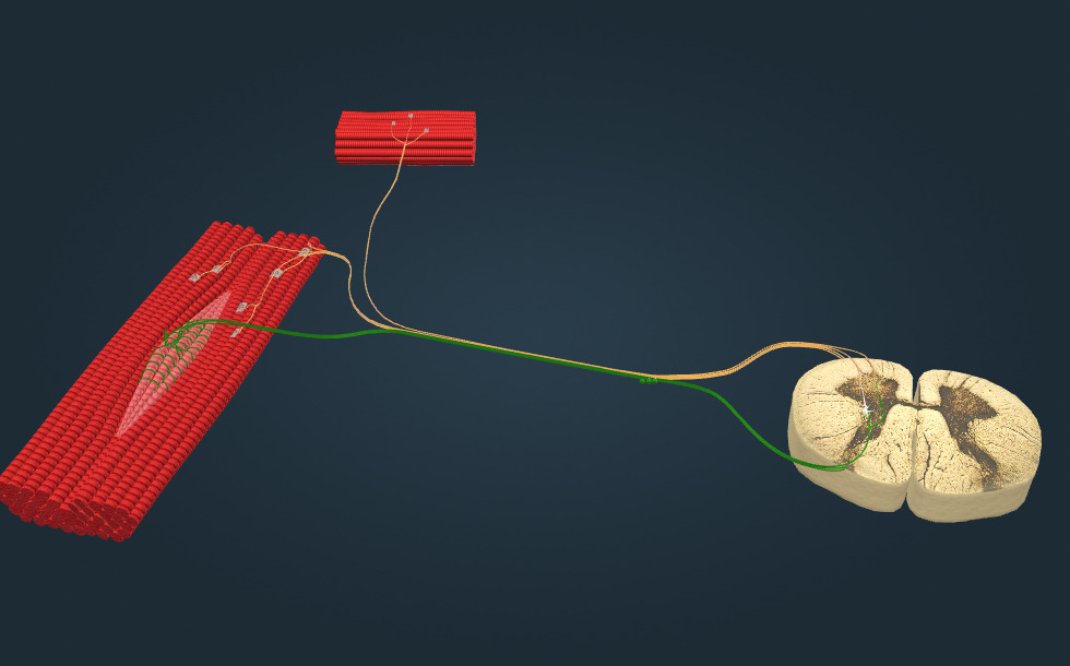 Le réflexe rotulien - scène 3D - Enseignement et apprentissage ...