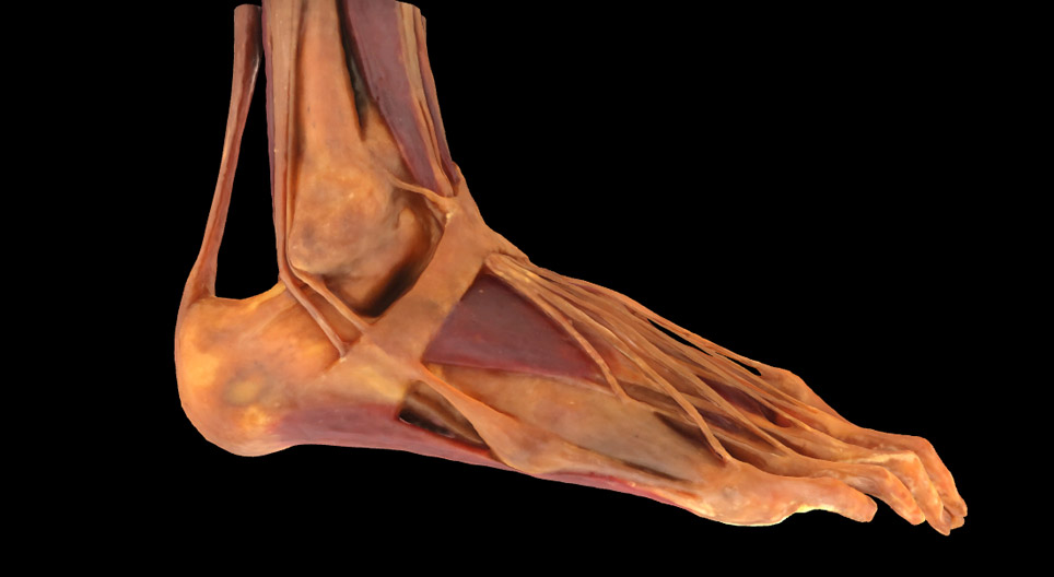 The foot, museum model - 3D scene - Mozaik digitalno obrazovanje i učenje