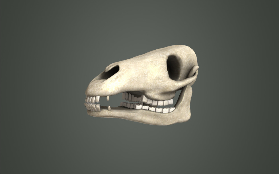 Vrste zubala sisavaca - 3D scene - Mozaik digitalno obrazovanje i učenje