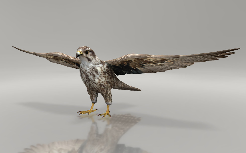 Stepski sokol - 3D scene - Mozaik digitalno obrazovanje i učenje