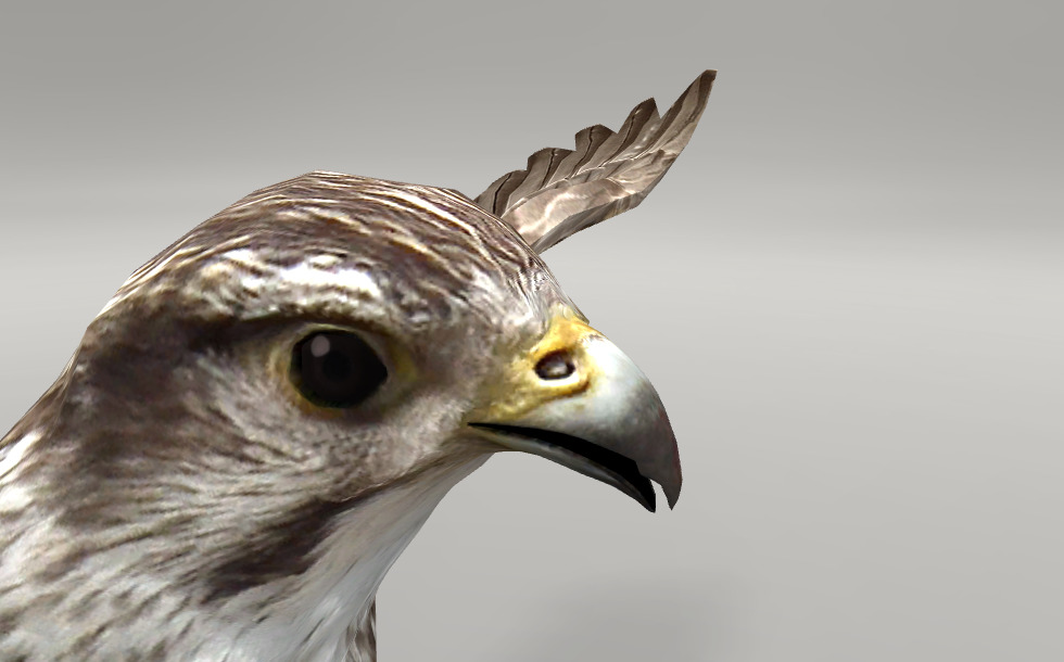 Stepski sokol - 3D scene - Mozaik digitalno obrazovanje i učenje