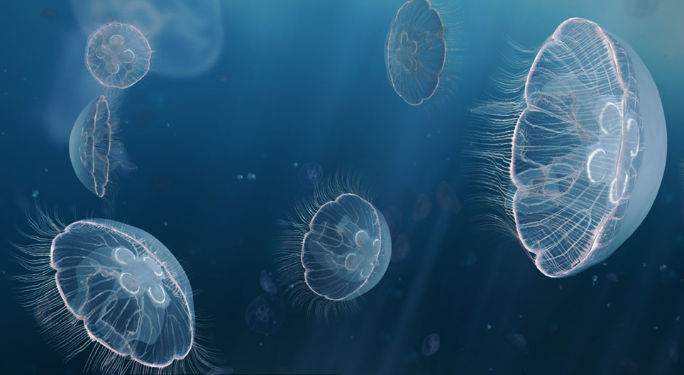 Meduza - 3D scene - Mozaik digitalno obrazovanje i učenje