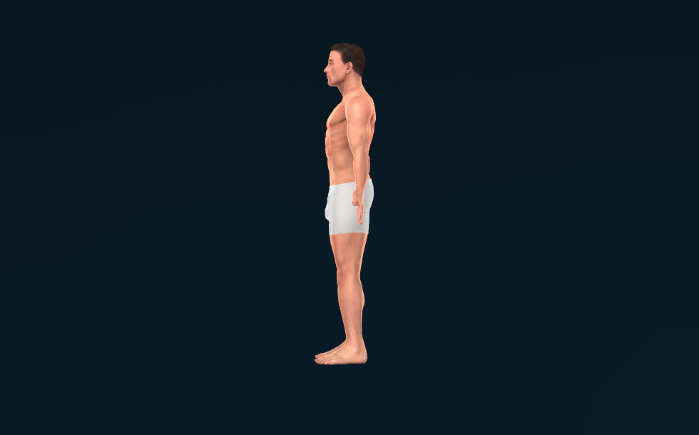 Anatomske ravnine, osi i pravci - 3D scene - Mozaik digitalno ...