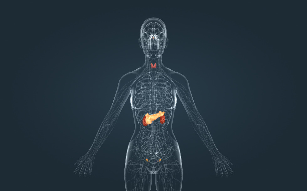Endokrini sustav - 3D scene - Mozaik digitalno obrazovanje i učenje