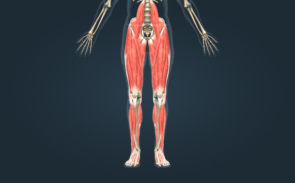 Ljudski mišići - 3D scene - Mozaik digitalno obrazovanje i učenje