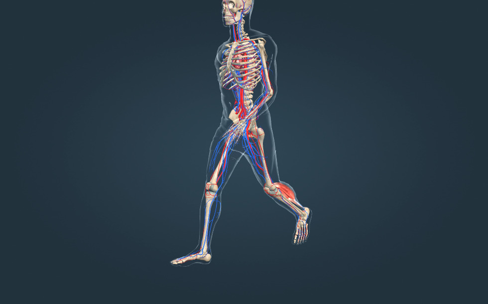 Tromboza dubokih vena i plućna embolija - 3D scene - Mozaik digitalno ...