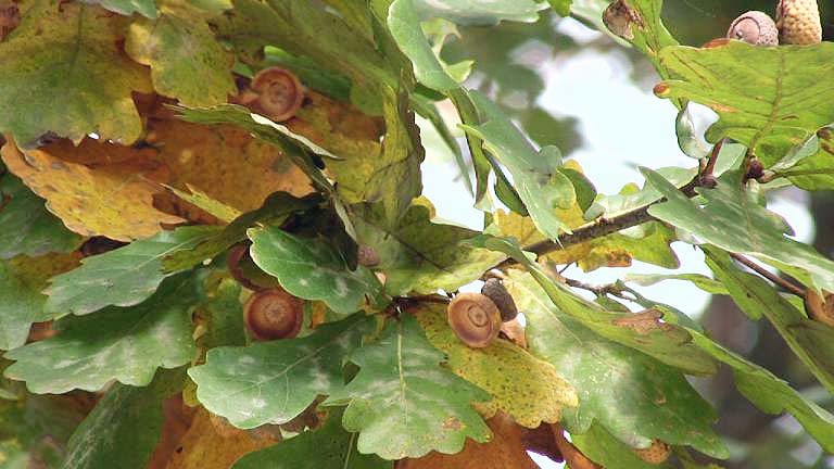 Hrast lužnjak - video - Mozaik digitalno obrazovanje