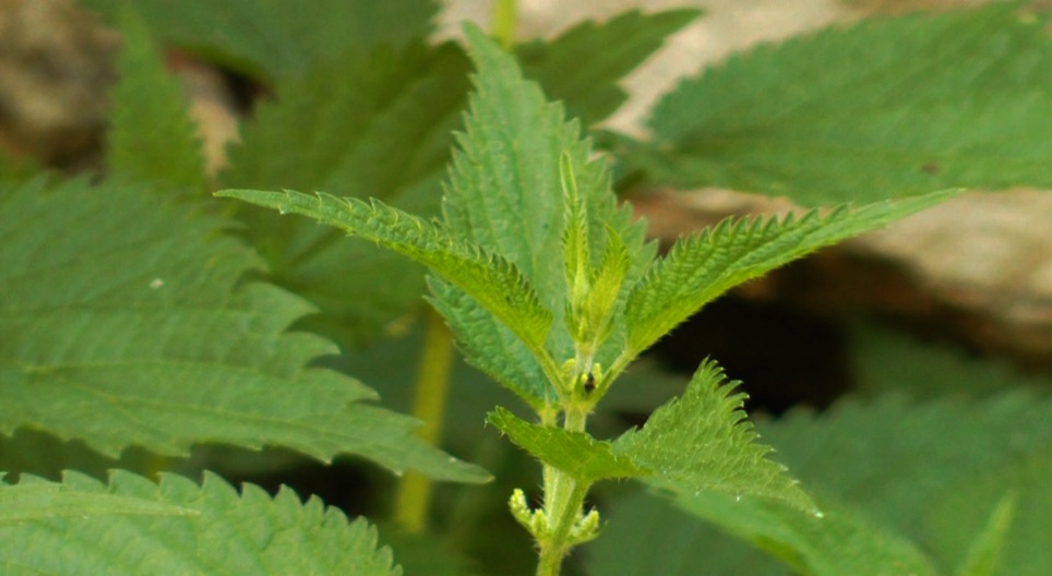 Octena kiselina (etanska kiselina) (CH₃COOH) - 3D scene - Mozaik ...