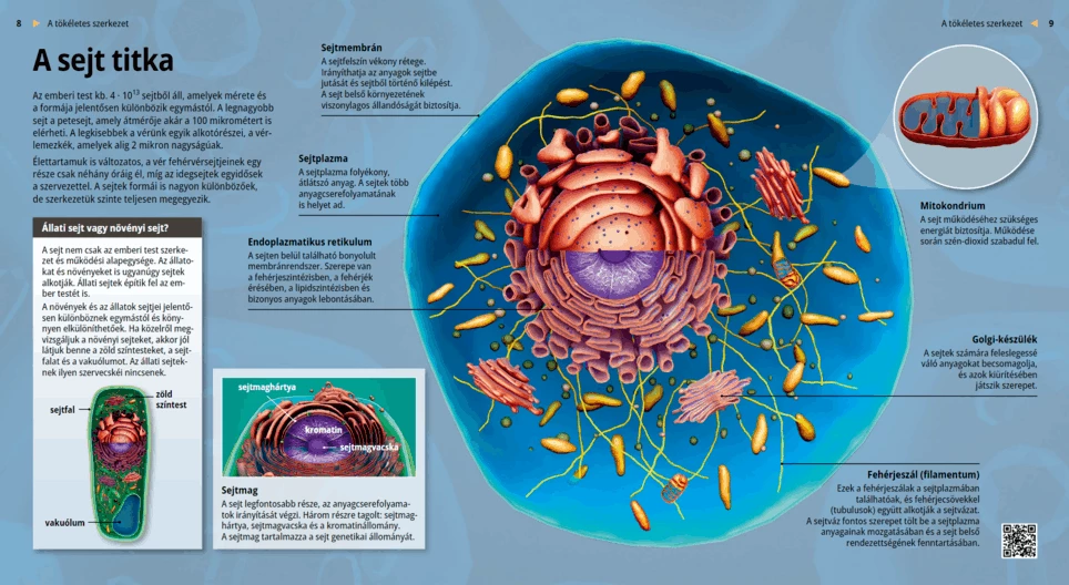 A sejt titka - Digitális lecke - Mozaik digitális oktatás és tanulás
