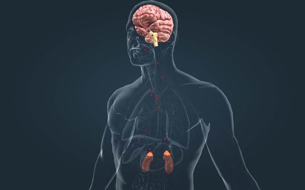 Mellékvese - 3D modell - Mozaik digitális oktatás és tanulás