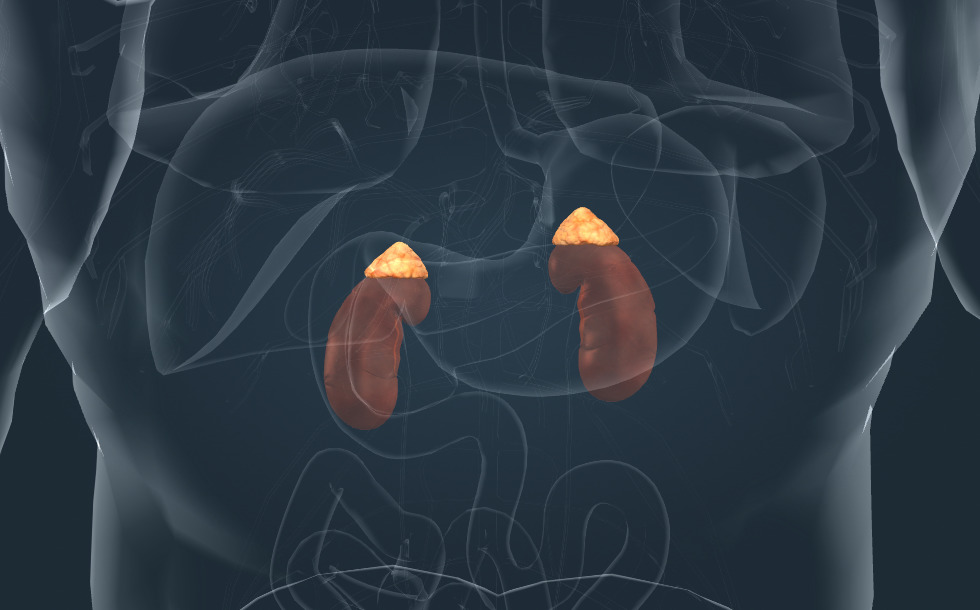 Mellékvese - 3D modell - Mozaik digitális oktatás és tanulás