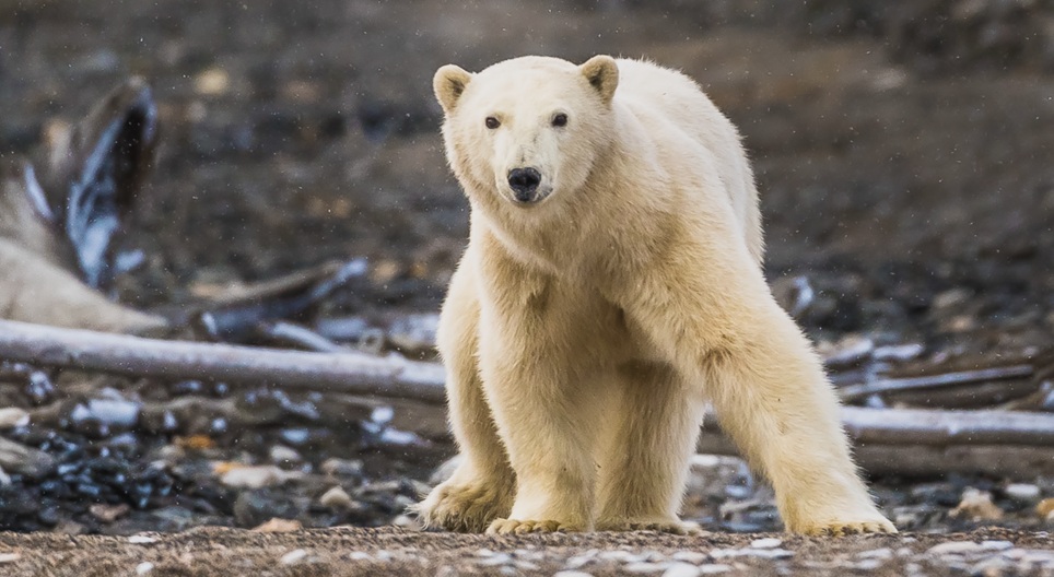 Vörös panda - videó - Mozaik Digitális Oktatás